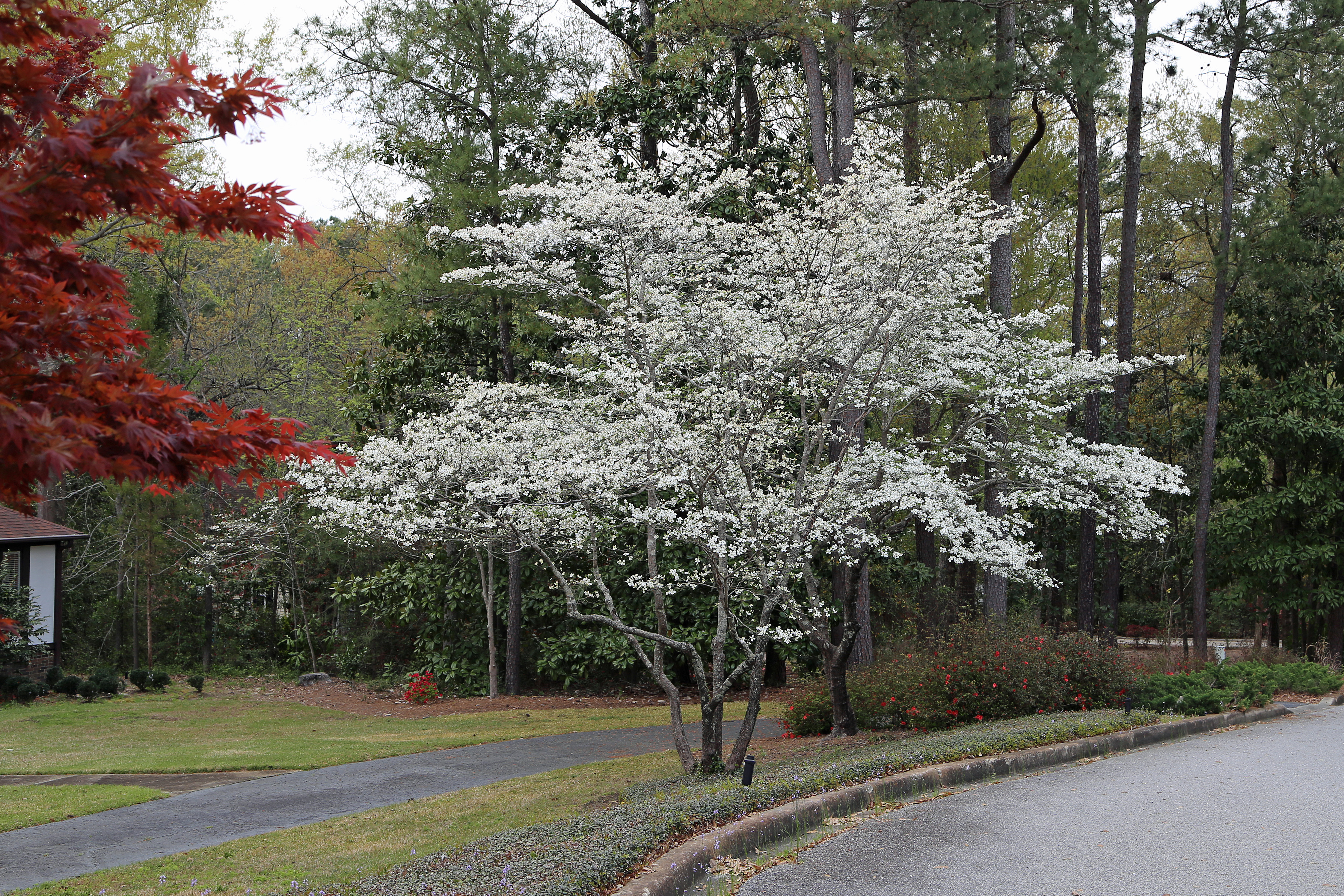 Plants - North Carolina Native Plant Society