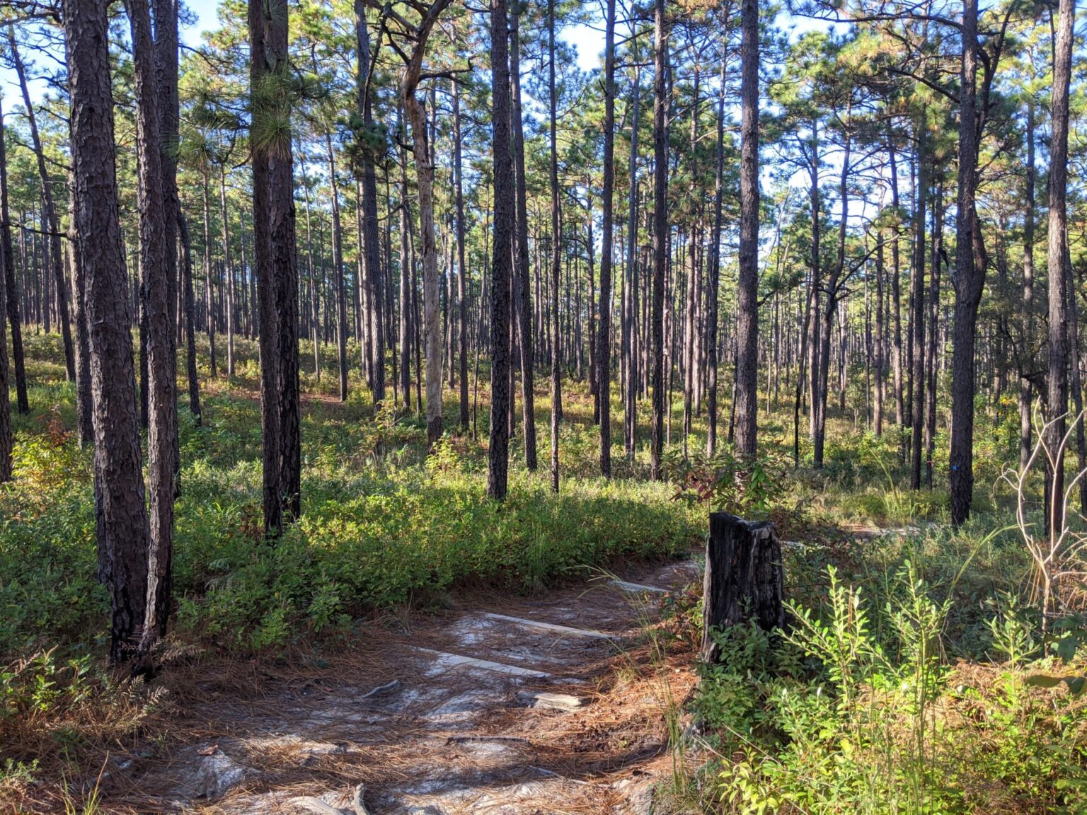 Longleaf Pine Ecosystems Are Focus of October Sandhills Field Trip ...