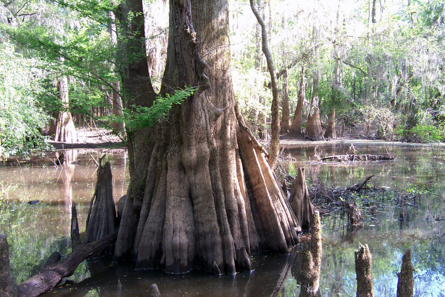 Who Cares About Wetlands? - North Carolina Native Plant Society