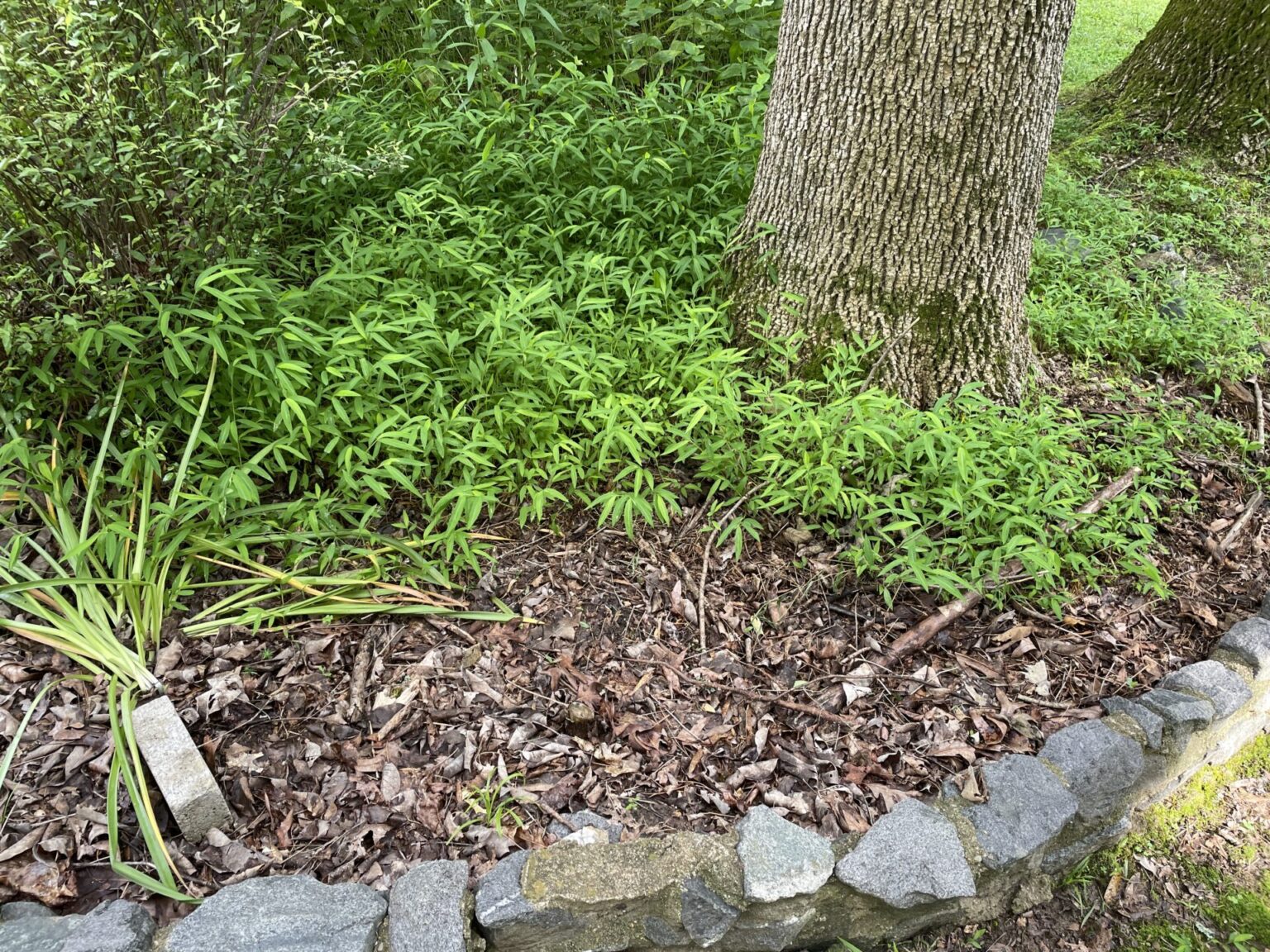 Controlling Japanese Stiltgrass - North Carolina Native Plant Society