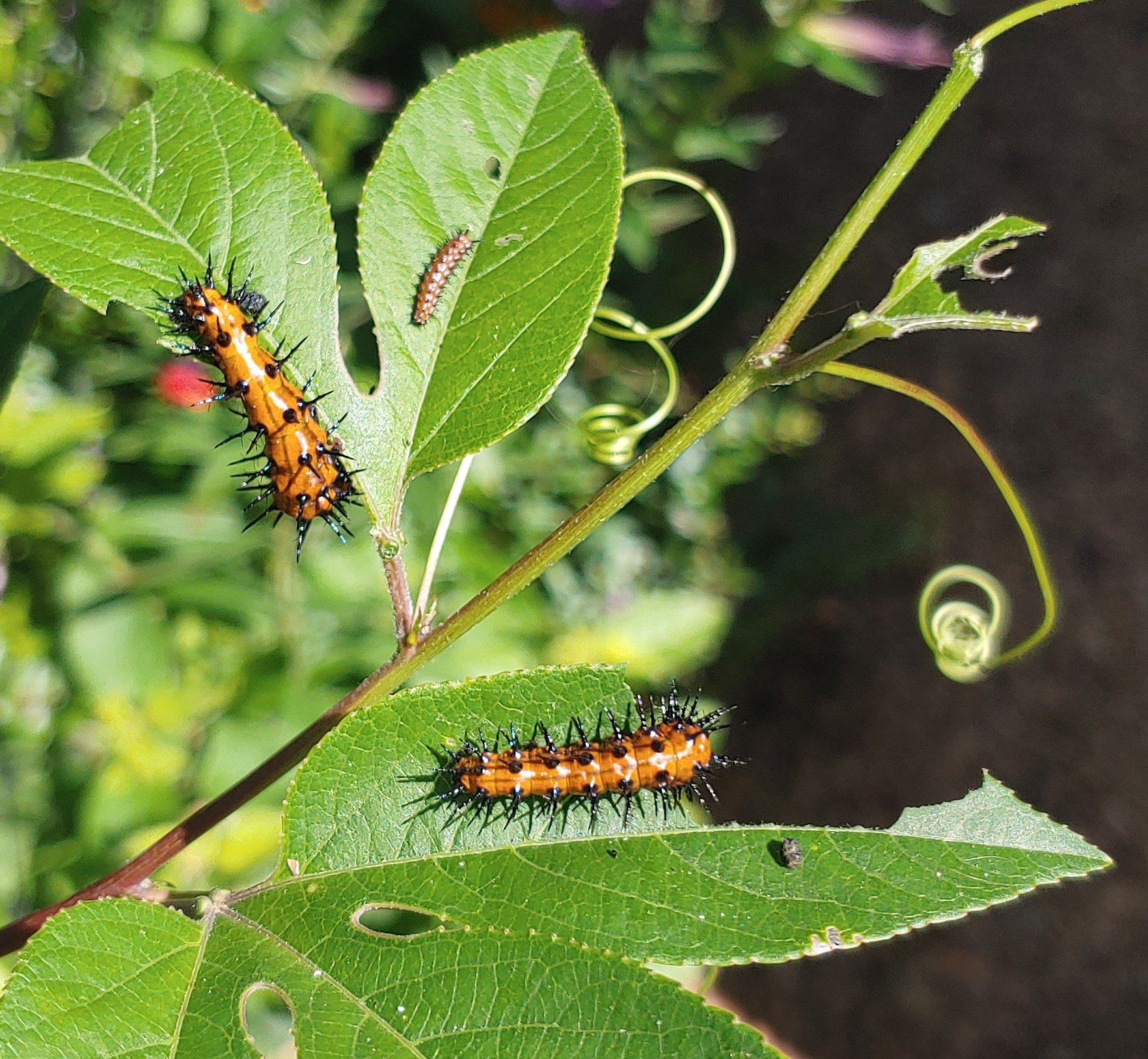 Why Are Pollinators Important? - North Carolina Native Plant Society