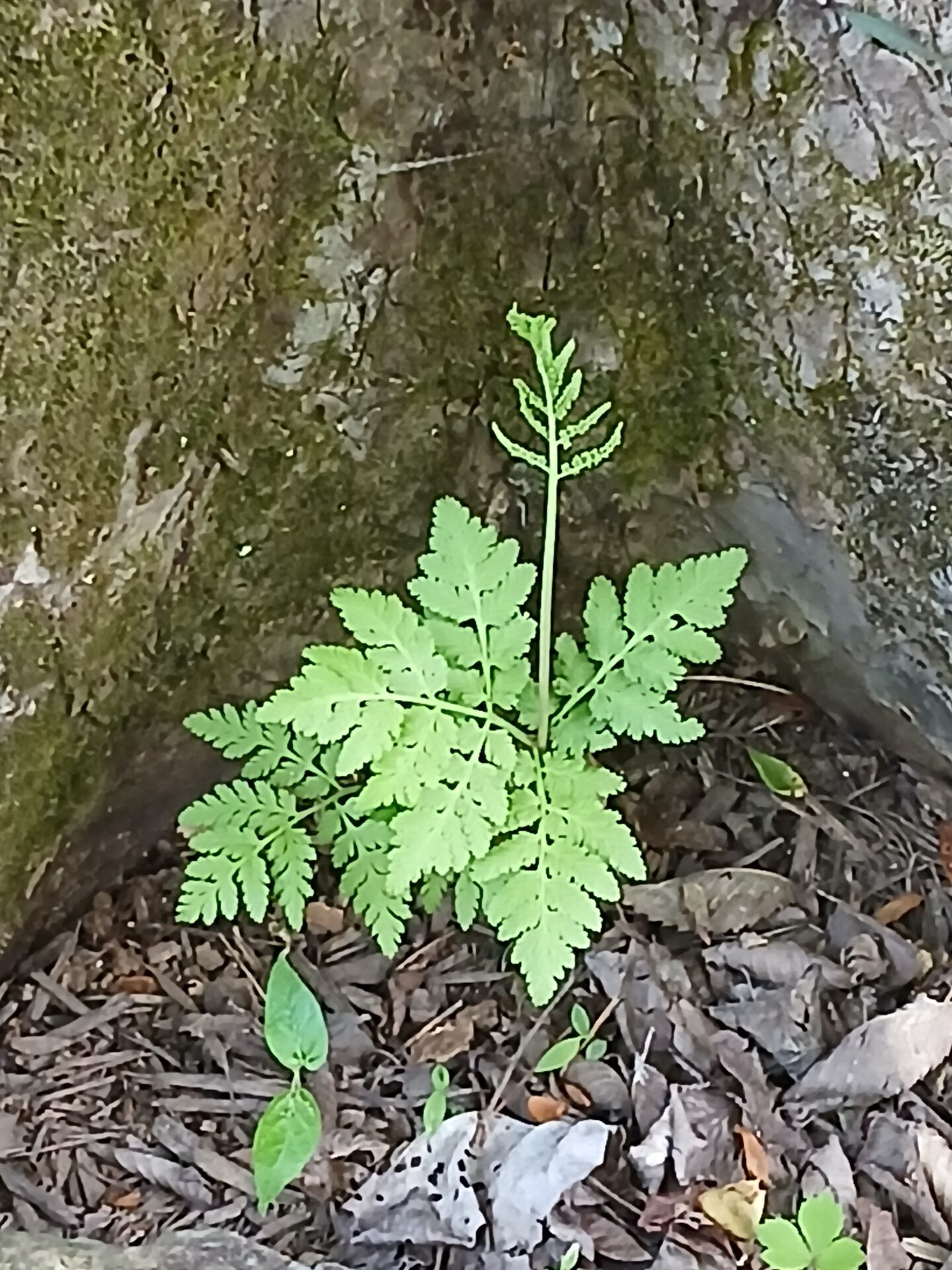 Red Bud Conservation is Newest Certified Native Plant Habitat - North ...