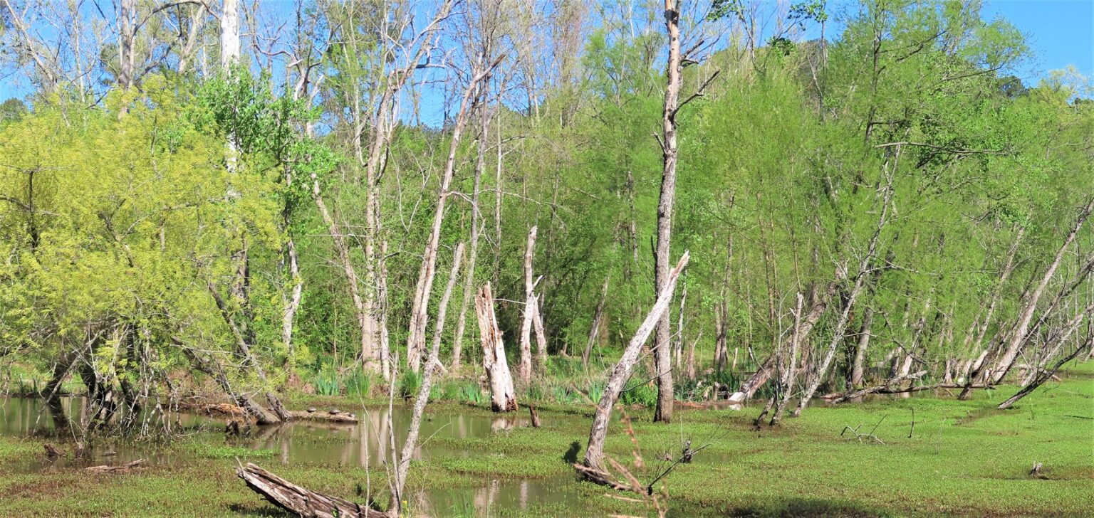 Managing Native Willows - North Carolina Native Plant Society