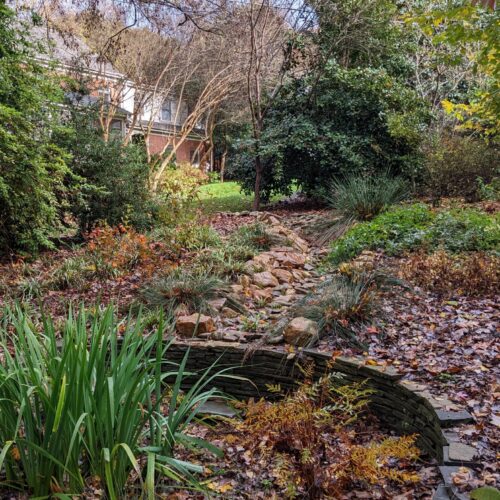 NCNPS 2024 Summer Edition - North Carolina Native Plant Society