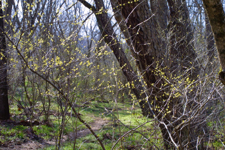 Northern Spicebush, A Great Shrub for Birds (and More) - North Carolina ...