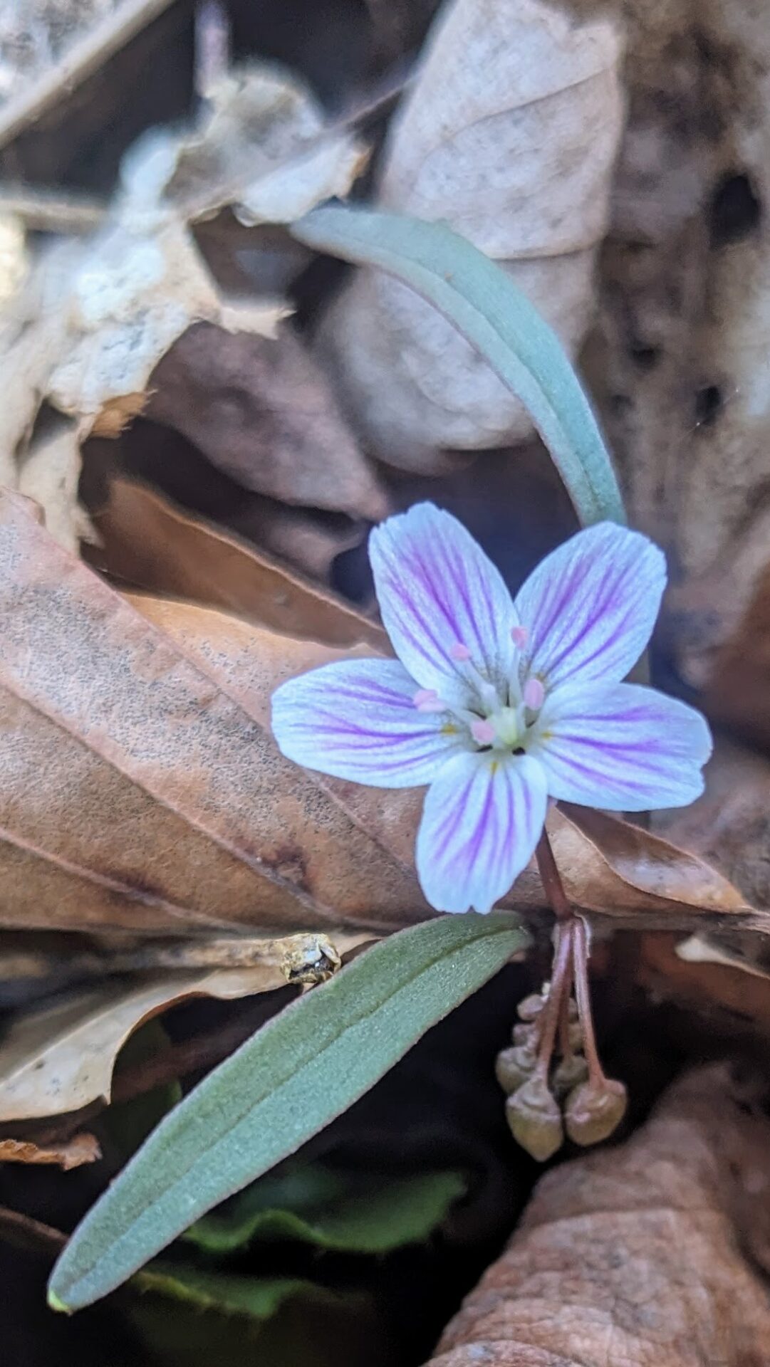 Springtime Ephemerals Have Resilience - North Carolina Native Plant Society