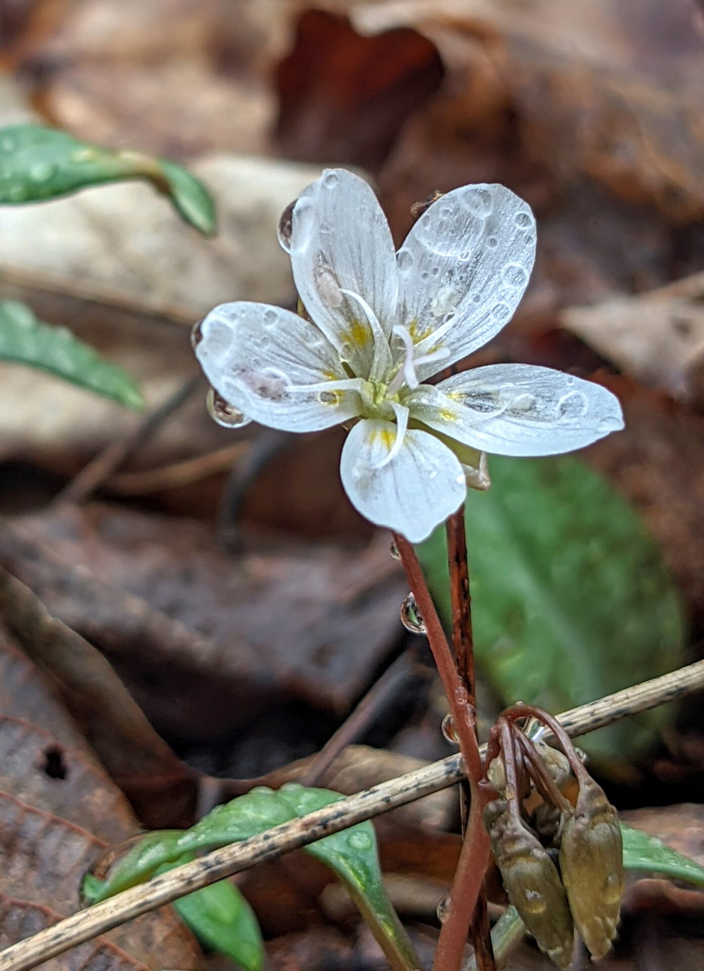Springtime Ephemerals Have Resilience - North Carolina Native Plant Society