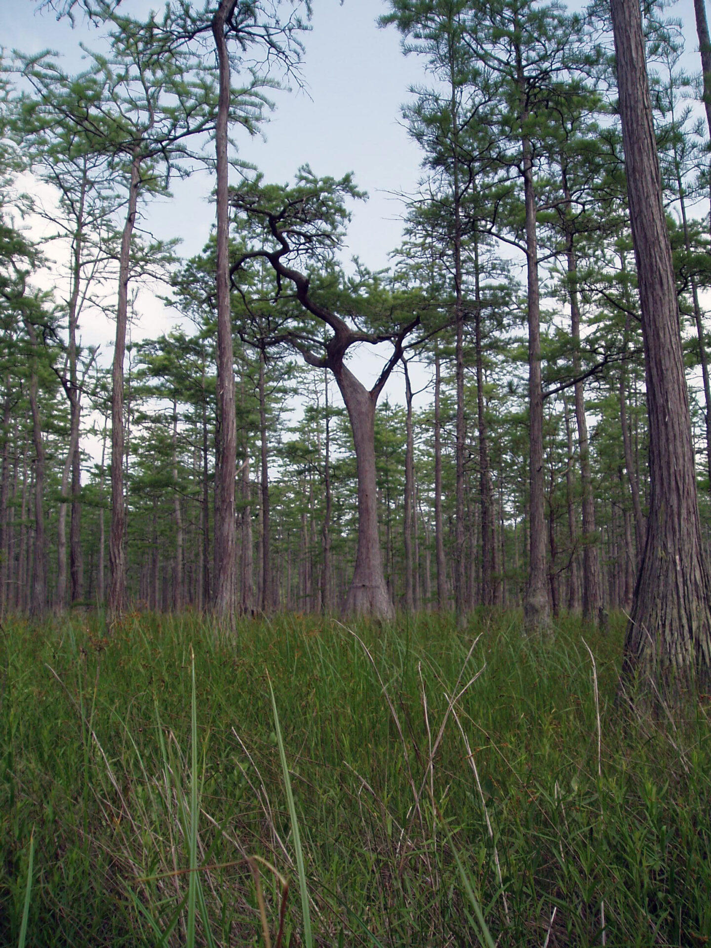 Fire Up That Wetland! Cypress Savannas in North Carolina - North ...