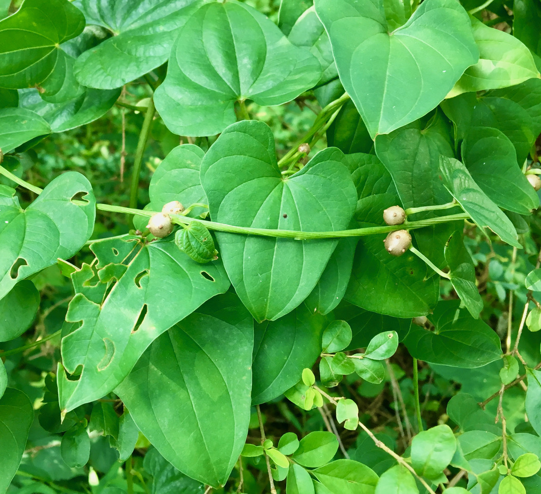 It’s Time to Update the NCNPS Invasive Exotic Species List - North ...