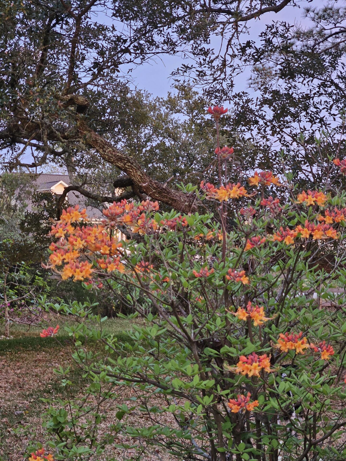 Our Property Is Now a Coastal Native Plants Adventure - North Carolina ...