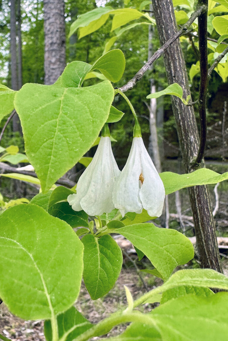 Spring Botanizing in Morrow Mountains - North Carolina Native Plant Society