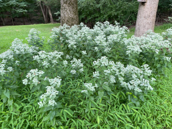 Controlling Japanese Stiltgrass - North Carolina Native Plant Society