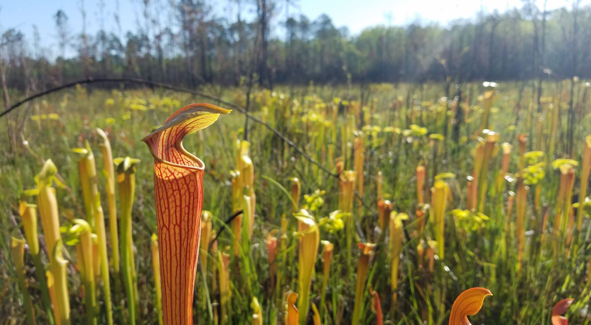 Who Cares About Wetlands? - North Carolina Native Plant Society
