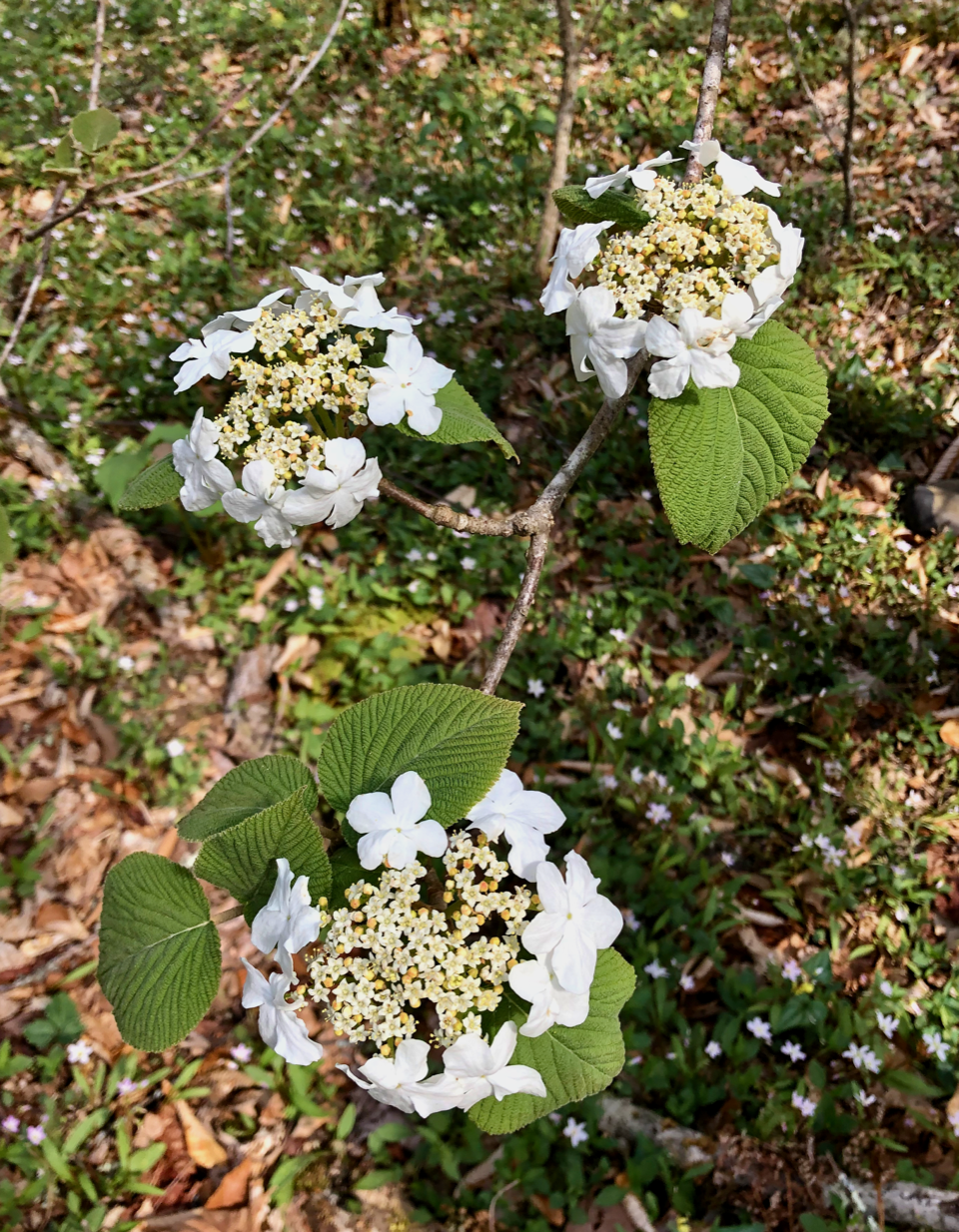 Botanizing with Friends in the Great Smoky Mountains - North Carolina ...