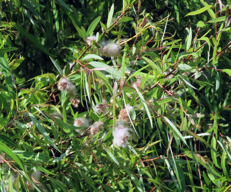 Managing Native Willows - North Carolina Native Plant Society