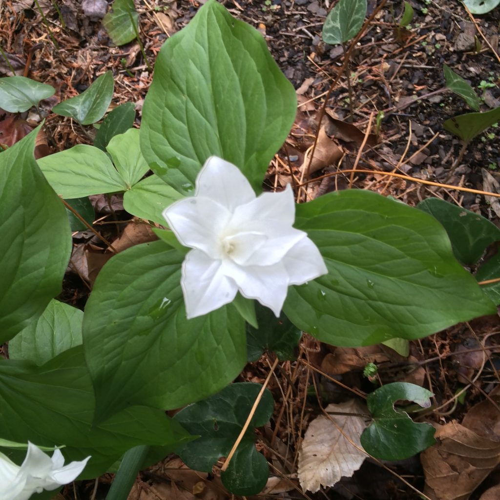 Invasive, Non-Native Exotic Species List - North Carolina Native Plant ...