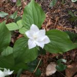 Invasive, Non-Native Exotic Species List - North Carolina Native Plant ...
