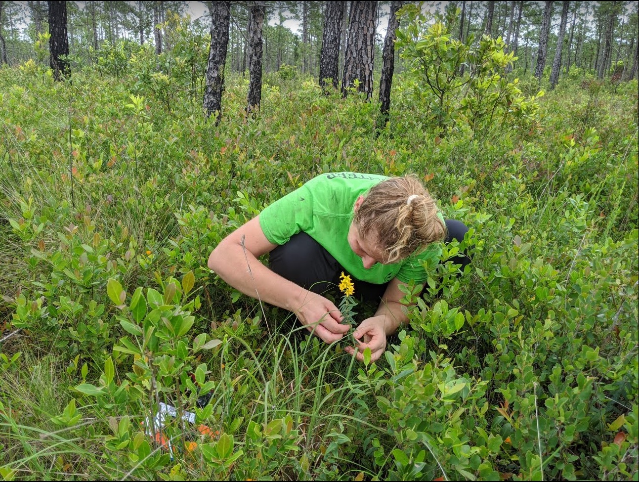 Shinn Fund - North Carolina Native Plant Society