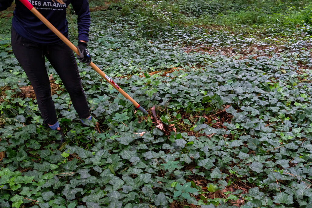 Invasive Plant Removal - James Boyce Park - North Carolina Native Plant ...