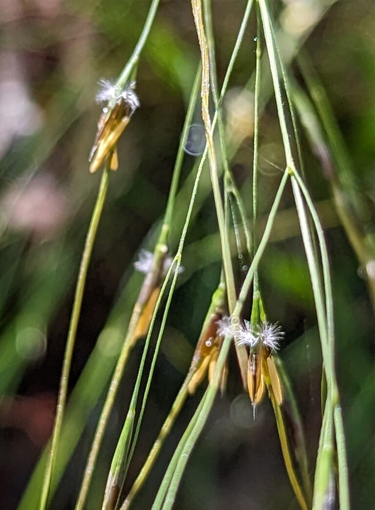 Spring Botanizing in Morrow Mountains - North Carolina Native Plant Society