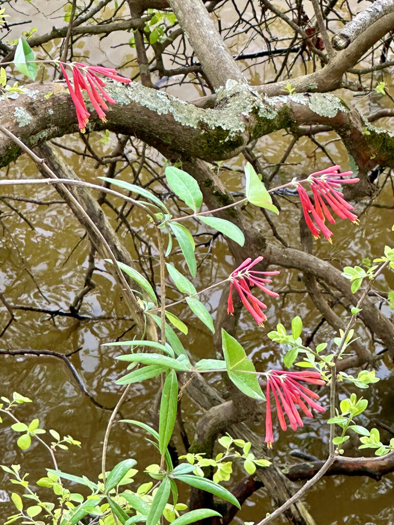 Spring Botanizing in Morrow Mountains - North Carolina Native Plant Society