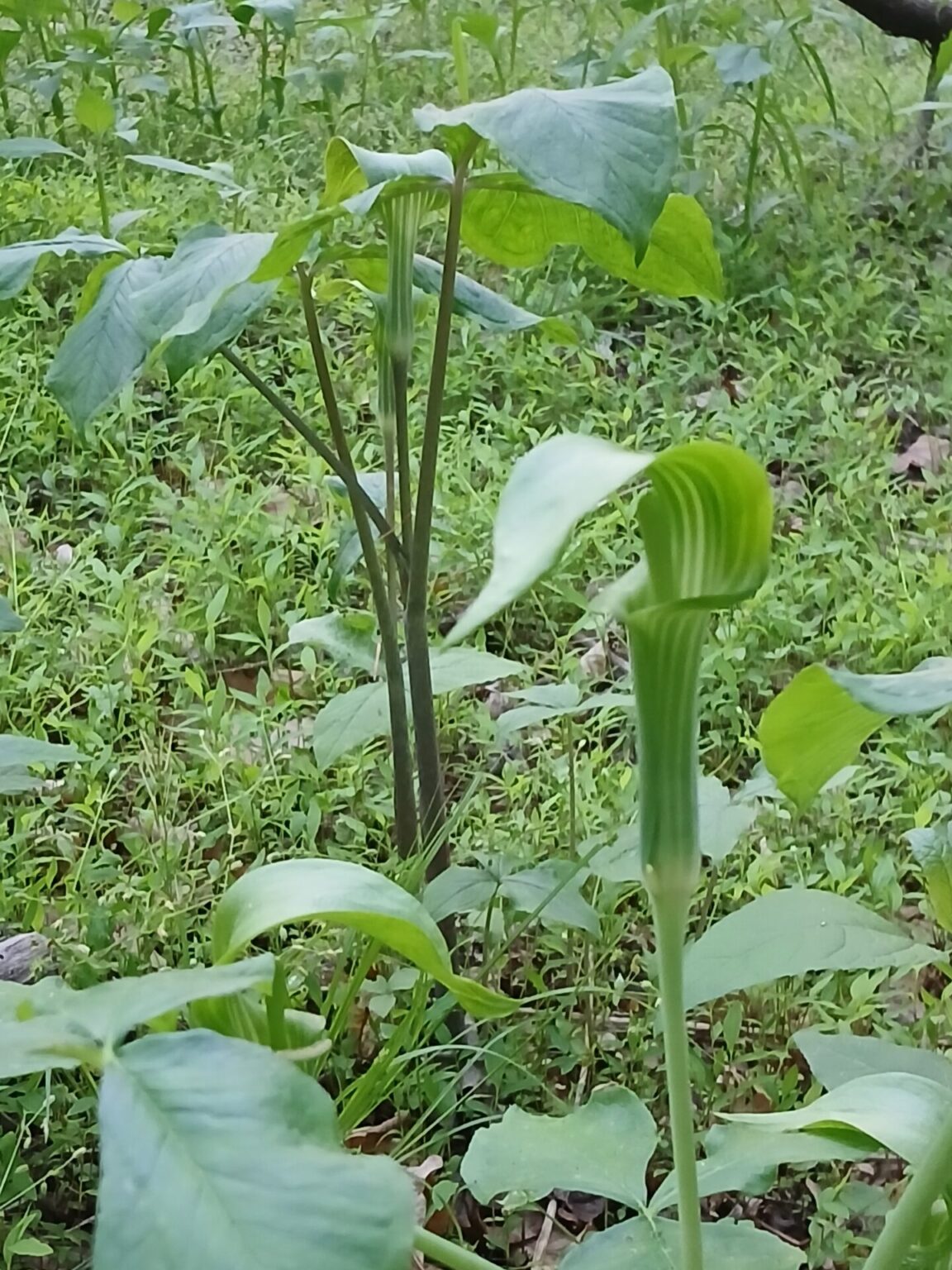 Red Bud Conservation is Newest Certified Native Plant Habitat - North ...