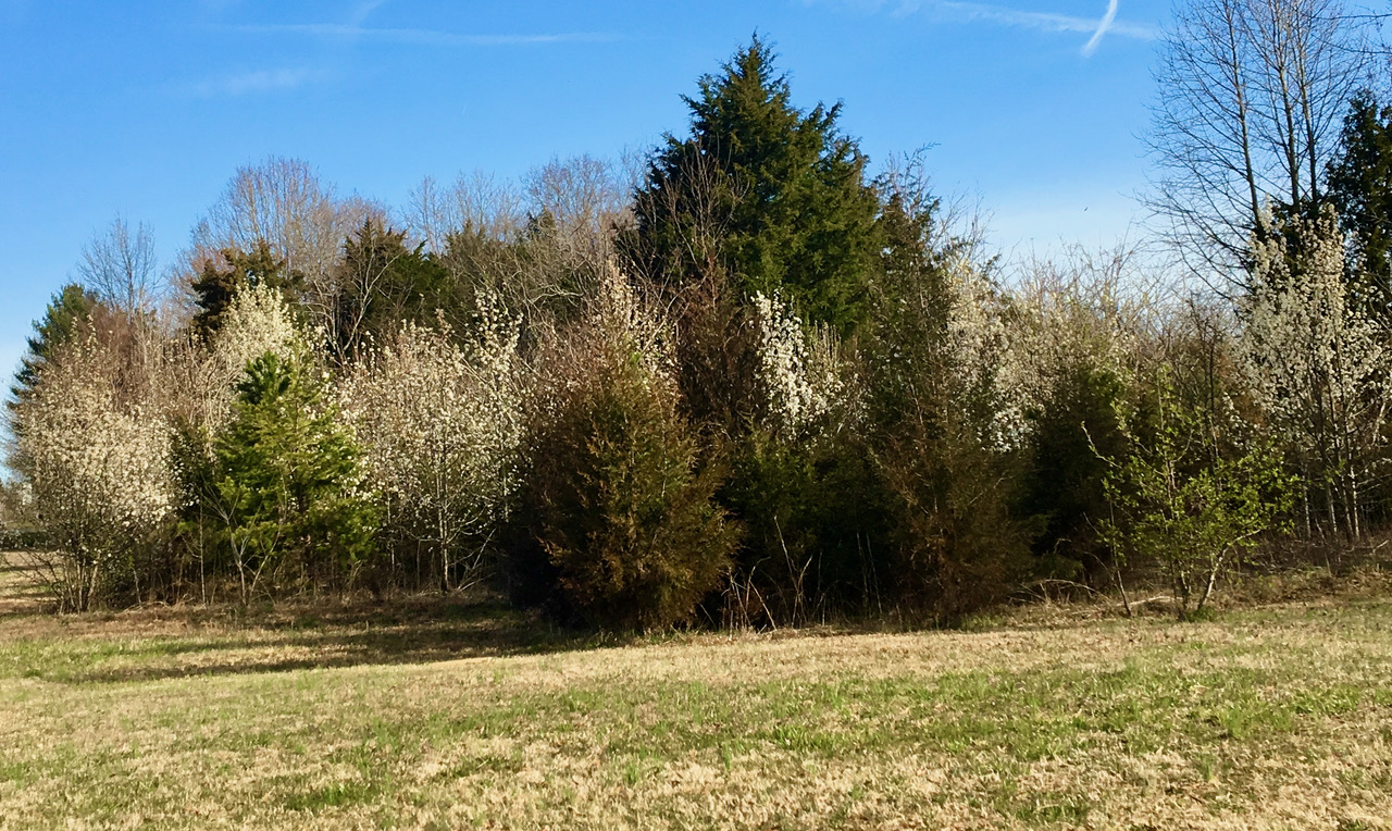 Chlorofiends!* Bradford Pears Begone! - North Carolina Native Plant Society