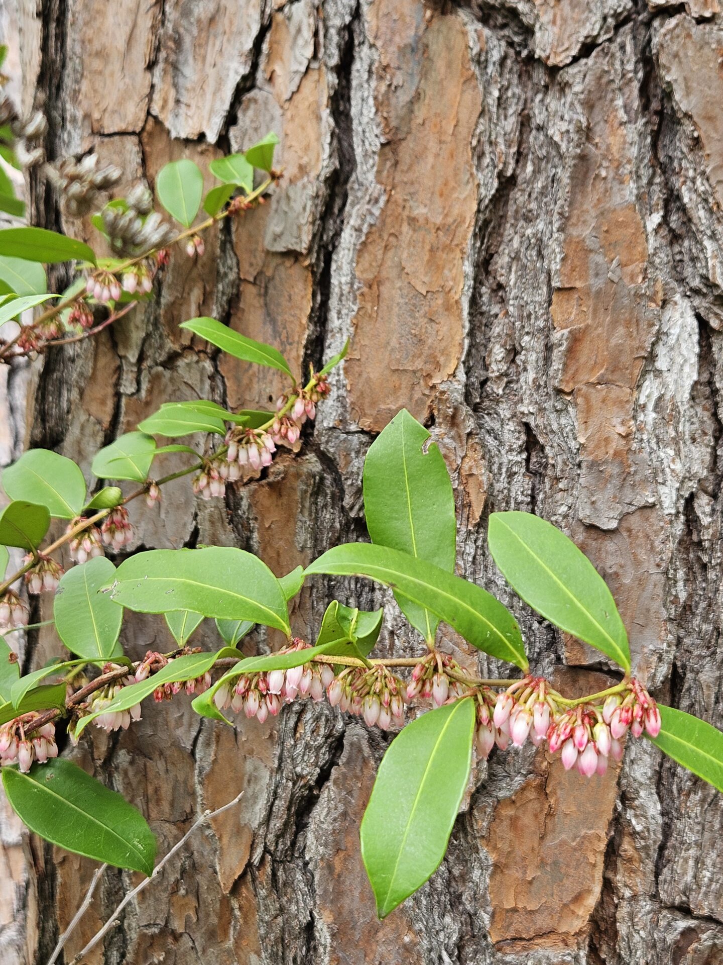 Our Property Is Now a Coastal Native Plants Adventure - North Carolina ...