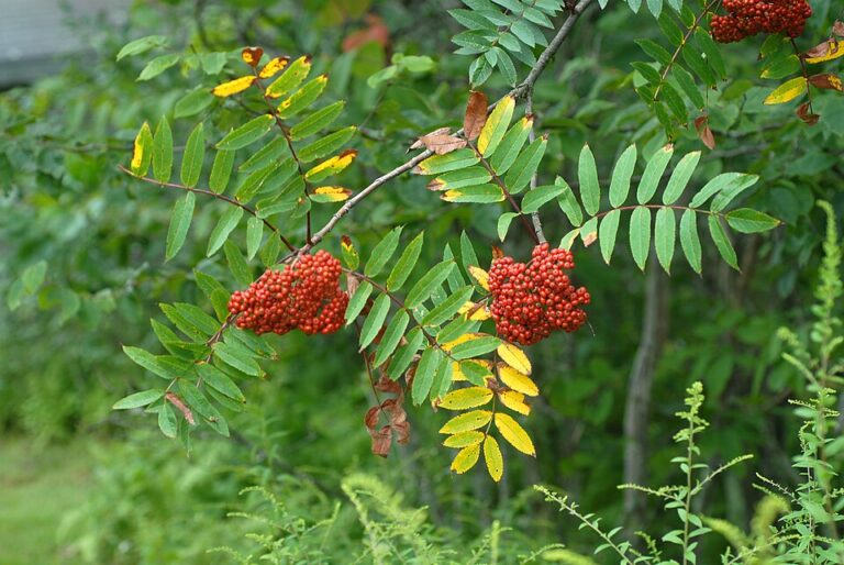 Rowan on a Mountain - North Carolina Native Plant Society