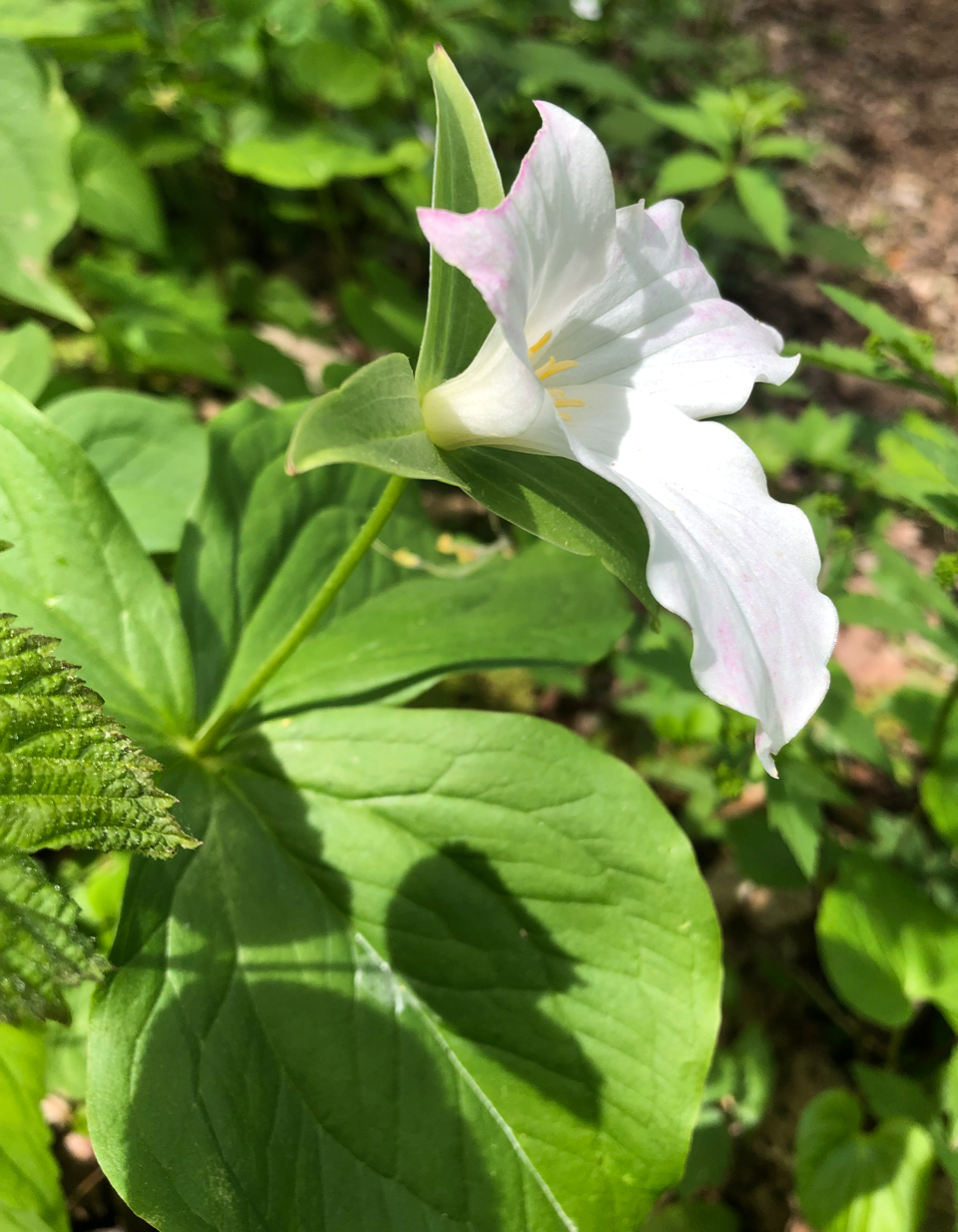 Botanizing with Friends in the Great Smoky Mountains - North Carolina ...