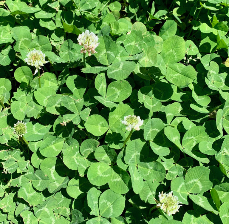 It’s Time to Update the NCNPS Invasive Exotic Species List - North ...