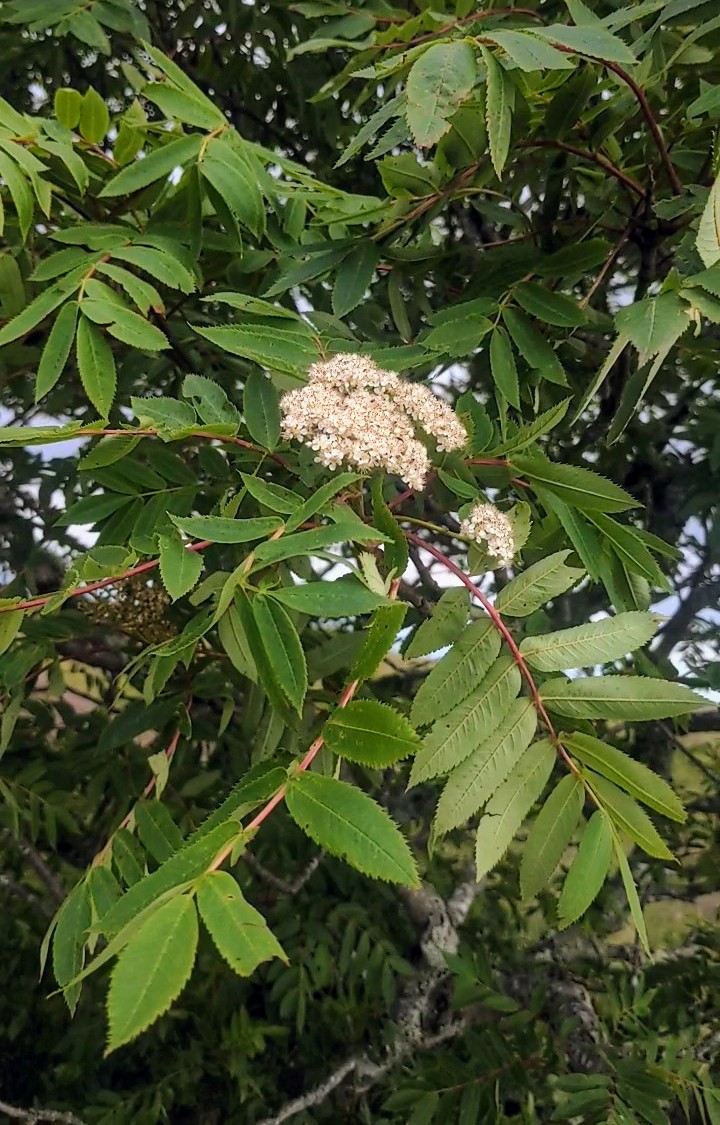 Rowan on a Mountain - North Carolina Native Plant Society