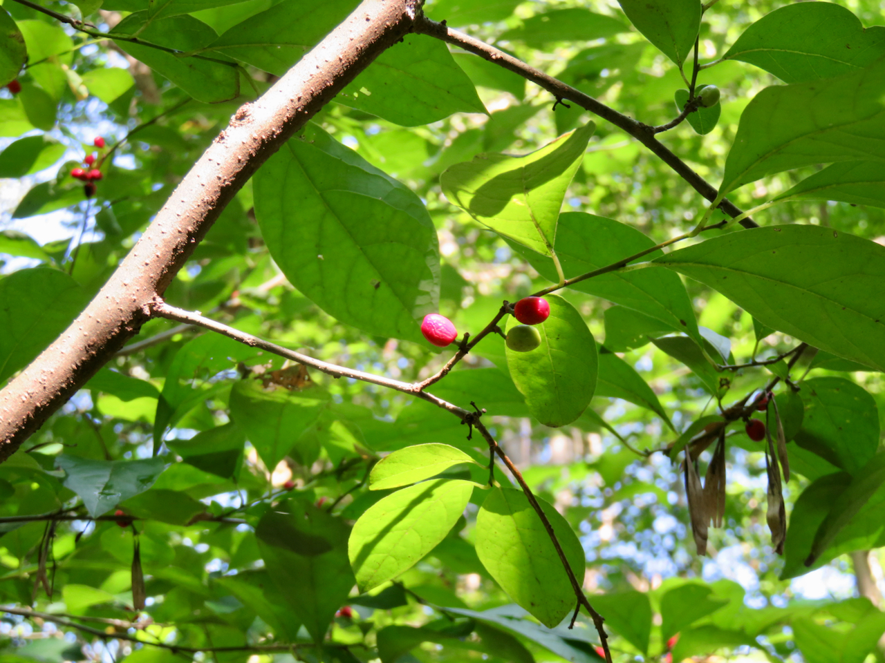 Northern Spicebush, A Great Shrub for Birds (and More) - North Carolina ...