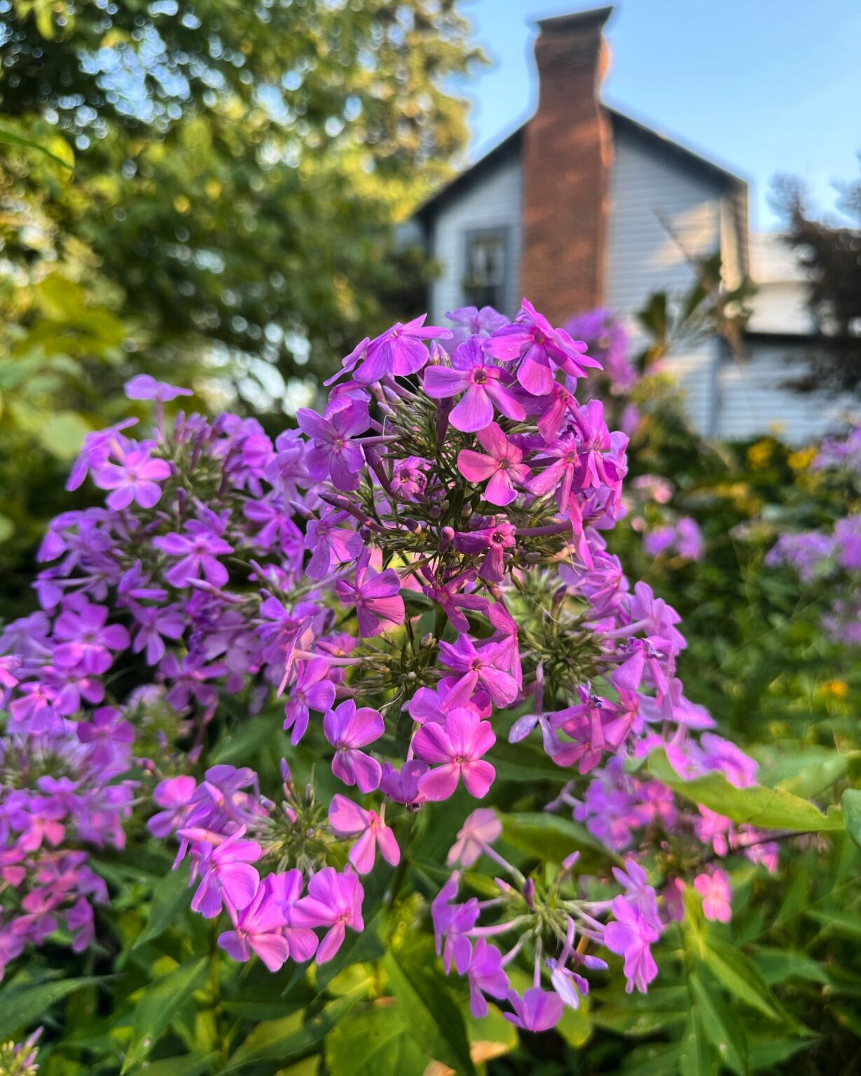 Native Plant Nurseries - North Carolina Native Plant Society