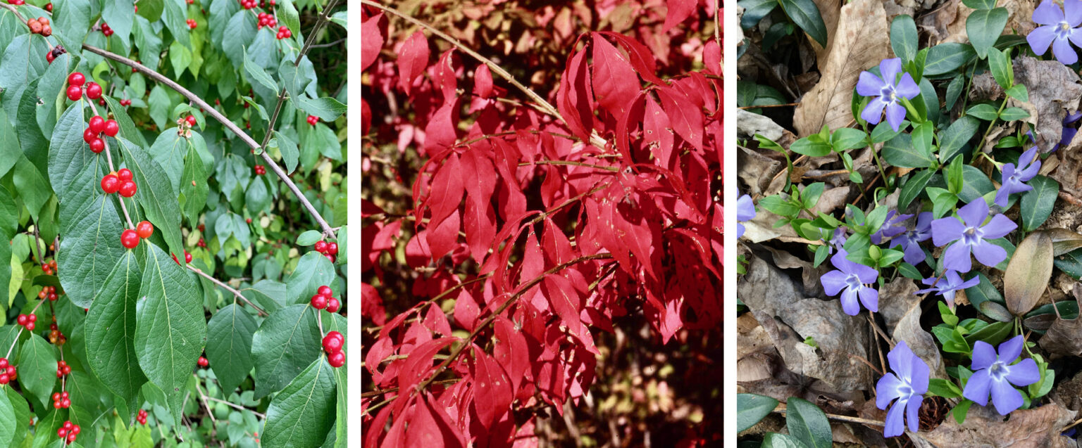 It’s Time to Update the NCNPS Invasive Exotic Species List - North ...