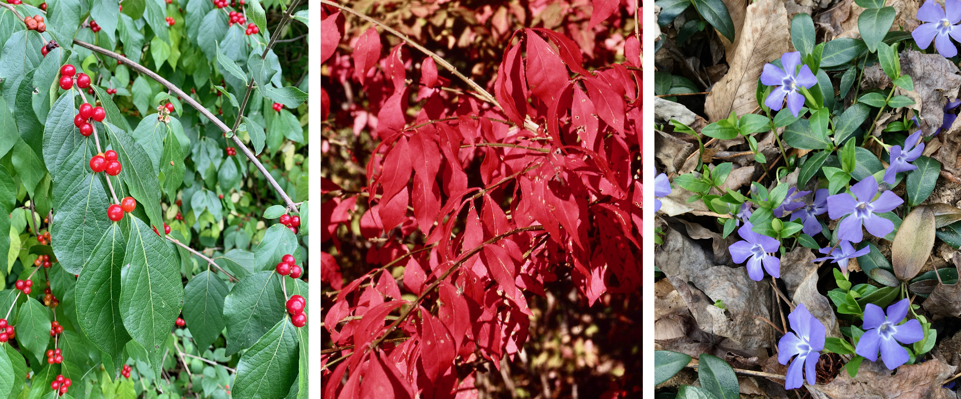 It’s Time to Update the NCNPS Invasive Exotic Species List - North ...