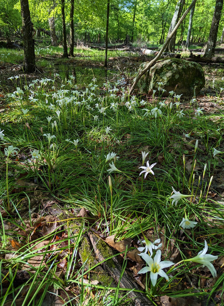Spring Botanizing in Morrow Mountains - North Carolina Native Plant Society