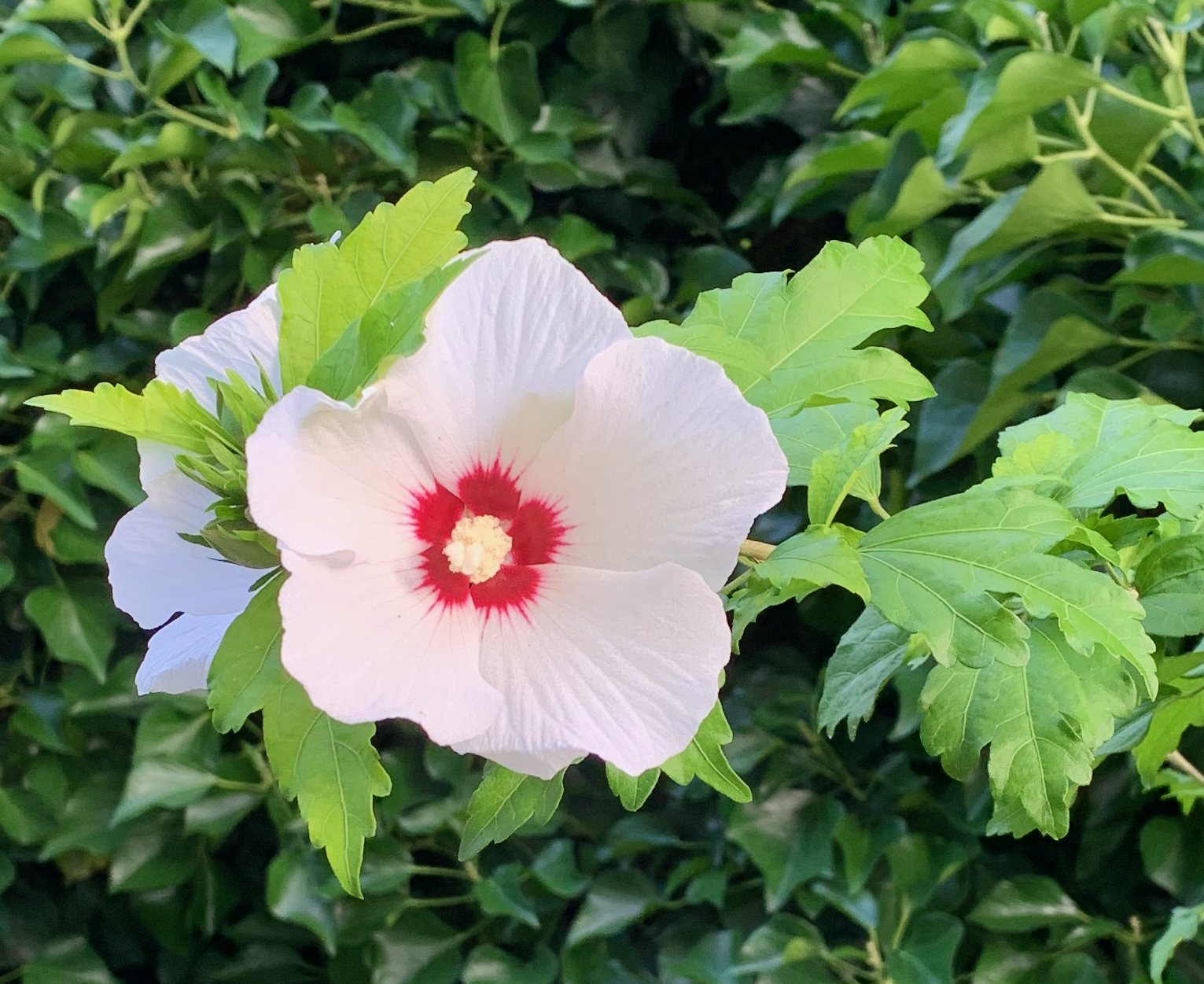 Chlorofiends! What’s Up With ‘Sterile Cultivars’? - North Carolina ...