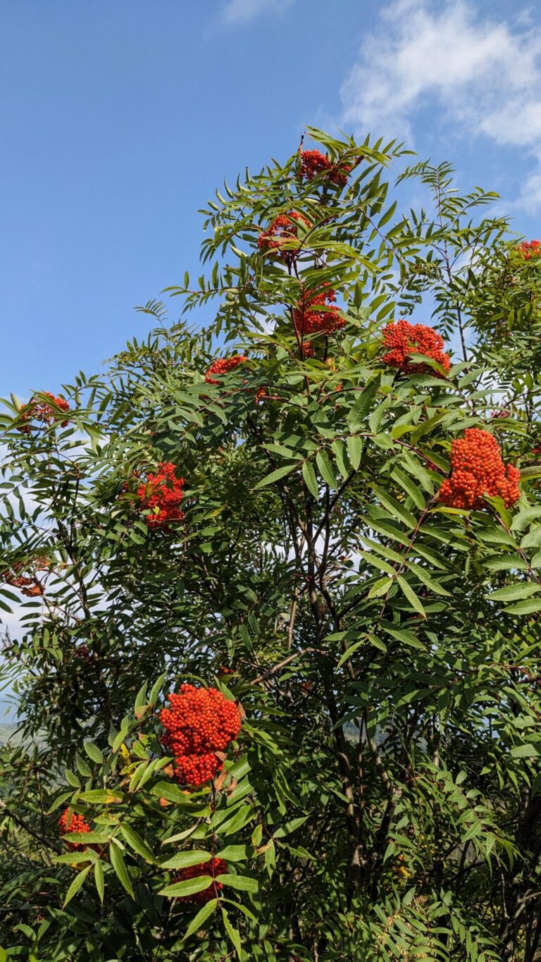 Rowan on a Mountain - North Carolina Native Plant Society