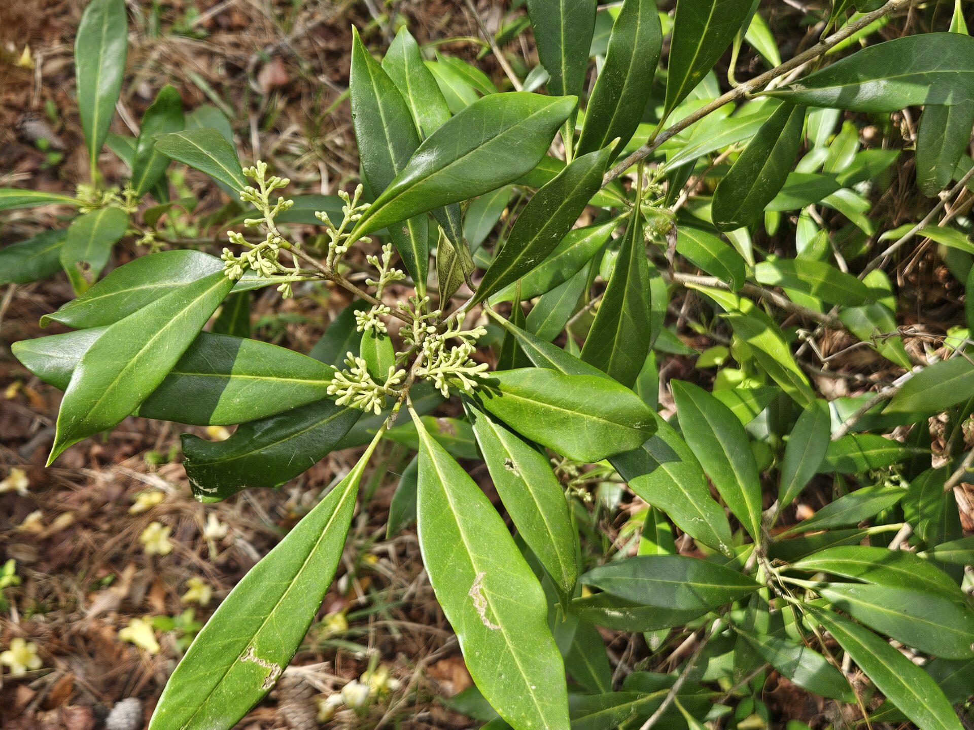 Our Property Is Now a Coastal Native Plants Adventure - North Carolina ...