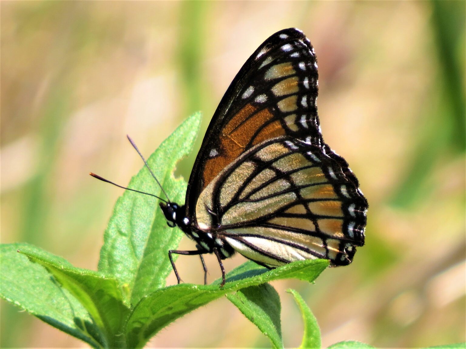 Managing Native Willows - North Carolina Native Plant Society