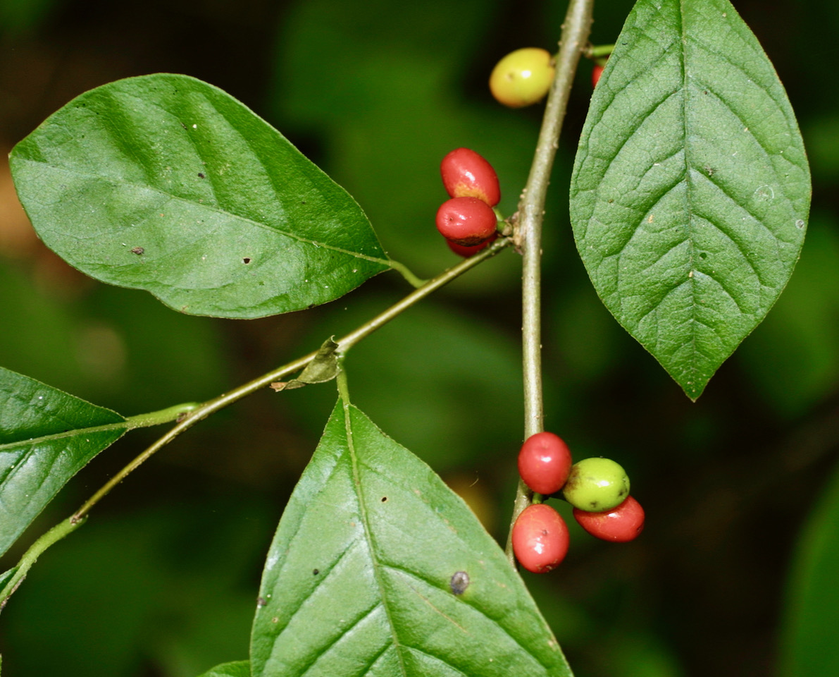 Northern Spicebush, A Great Shrub for Birds (and More) - North Carolina ...
