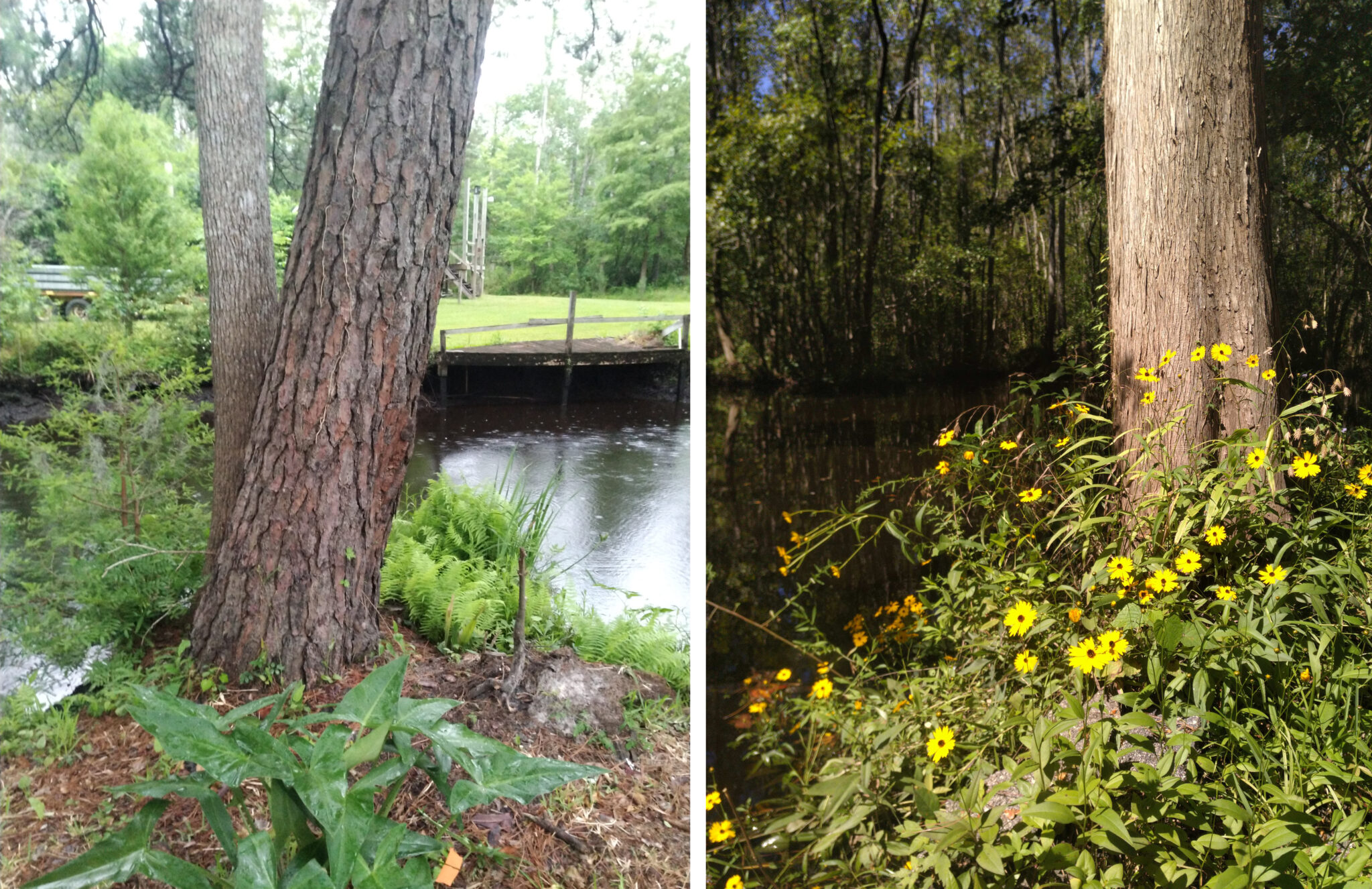 Coming Together as a Community Protects our Ecosystem - North Carolina ...