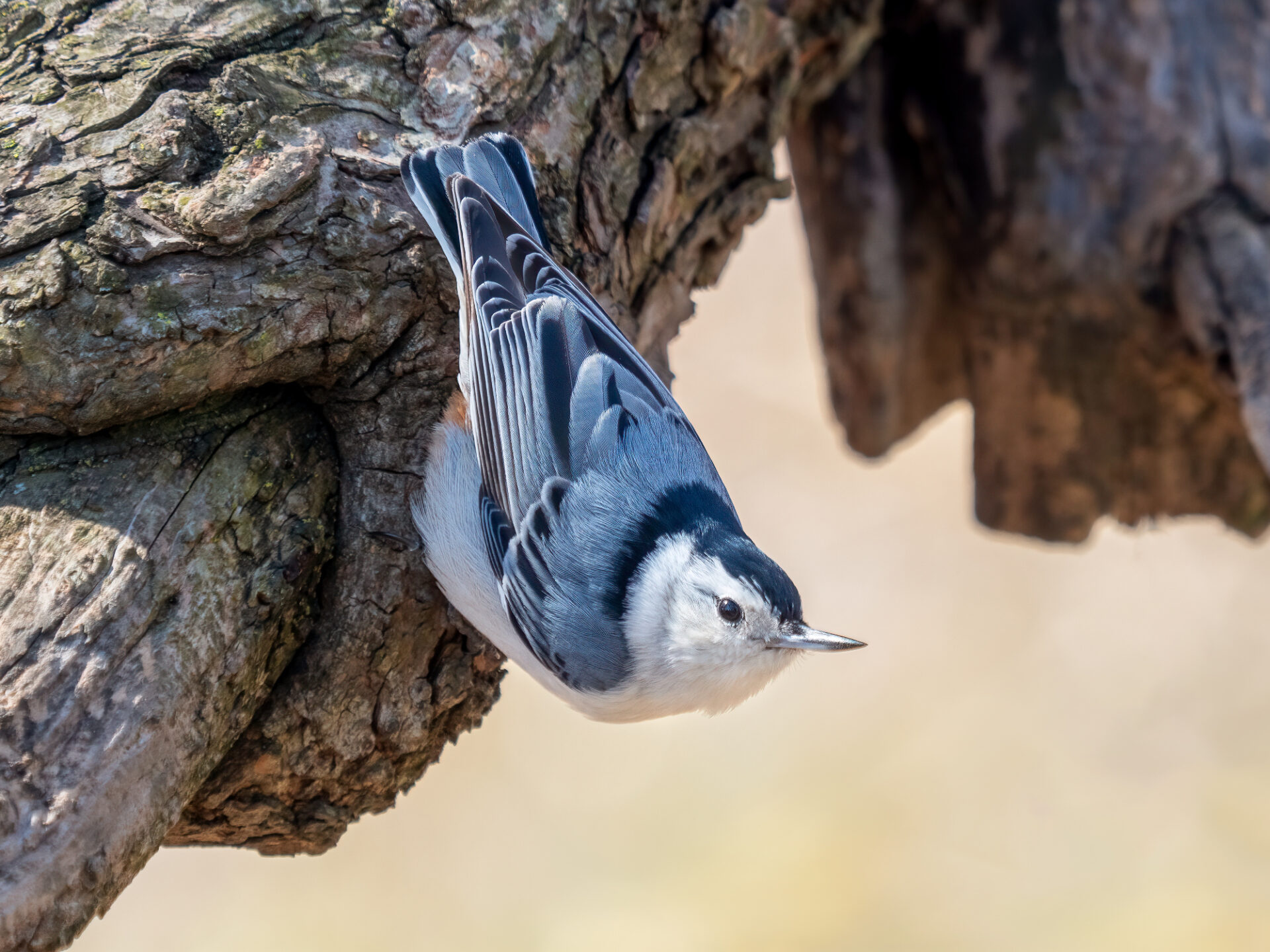 The Best Bird Feeders Are Native Plants. Here’s Why. - North Carolina ...