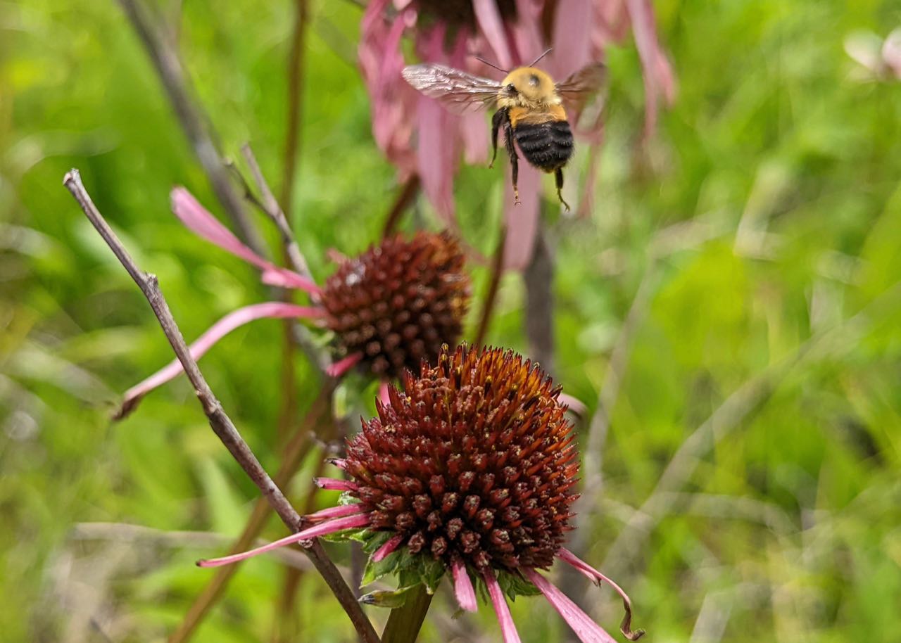 Shinn Student Research Looks to the Future and Studies the Past - North ...