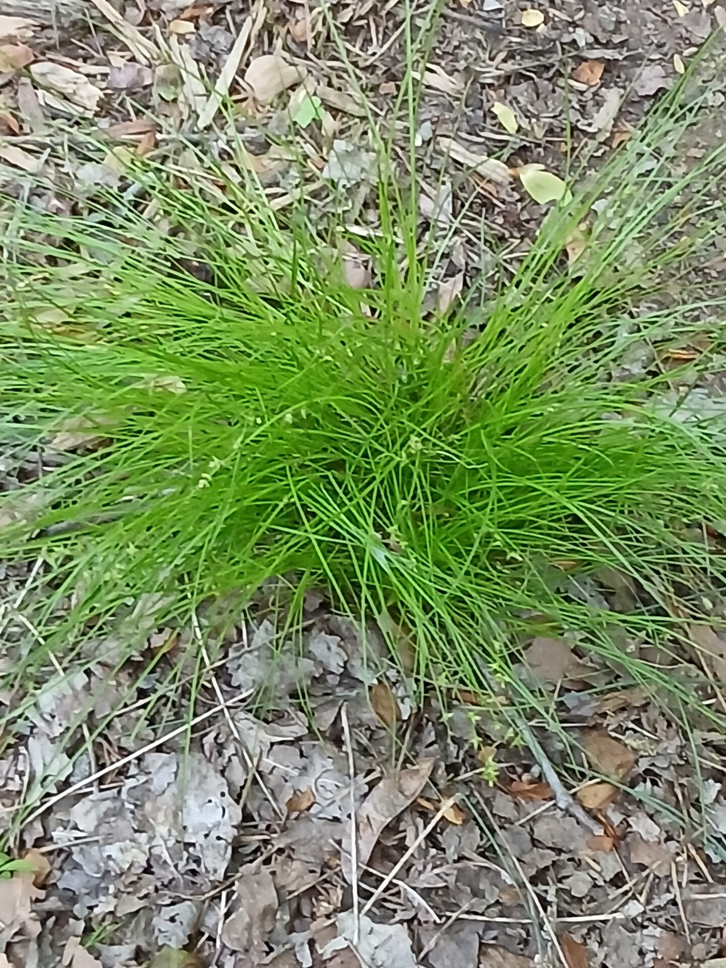 Red Bud Conservation is Newest Certified Native Plant Habitat - North ...