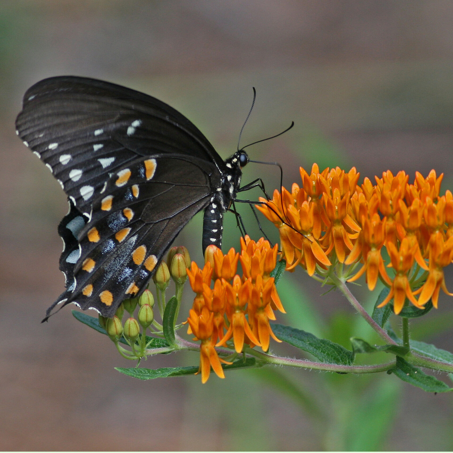 Northern Spicebush, A Great Shrub for Birds (and More) - North Carolina ...