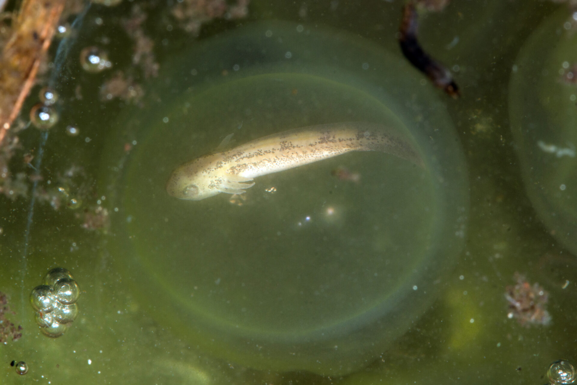 Fire Up That Wetland! Cypress Savannas in North Carolina - North ...