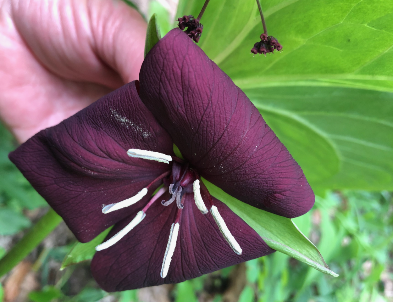Botanizing with Friends in the Great Smoky Mountains - North Carolina ...