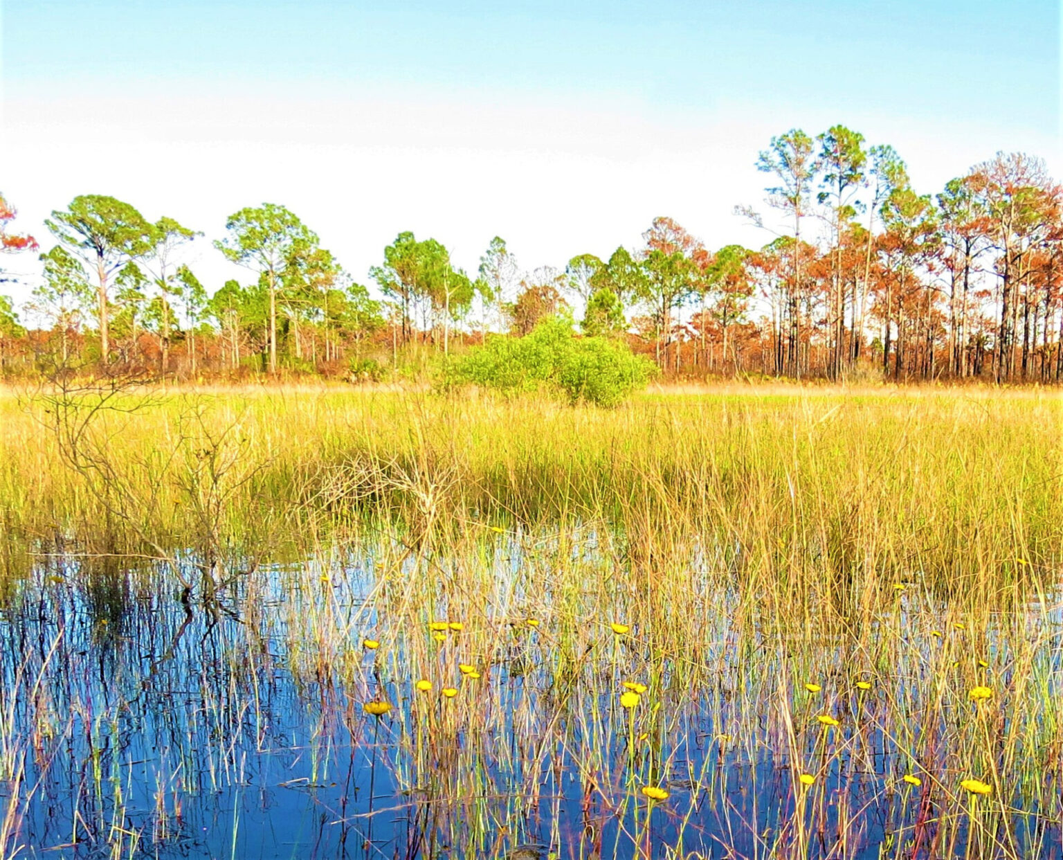 Managing Native Willows - North Carolina Native Plant Society